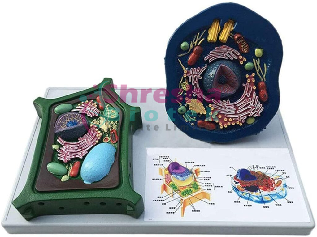 MICROBIOLOGY MODELS – Shresha Biotek