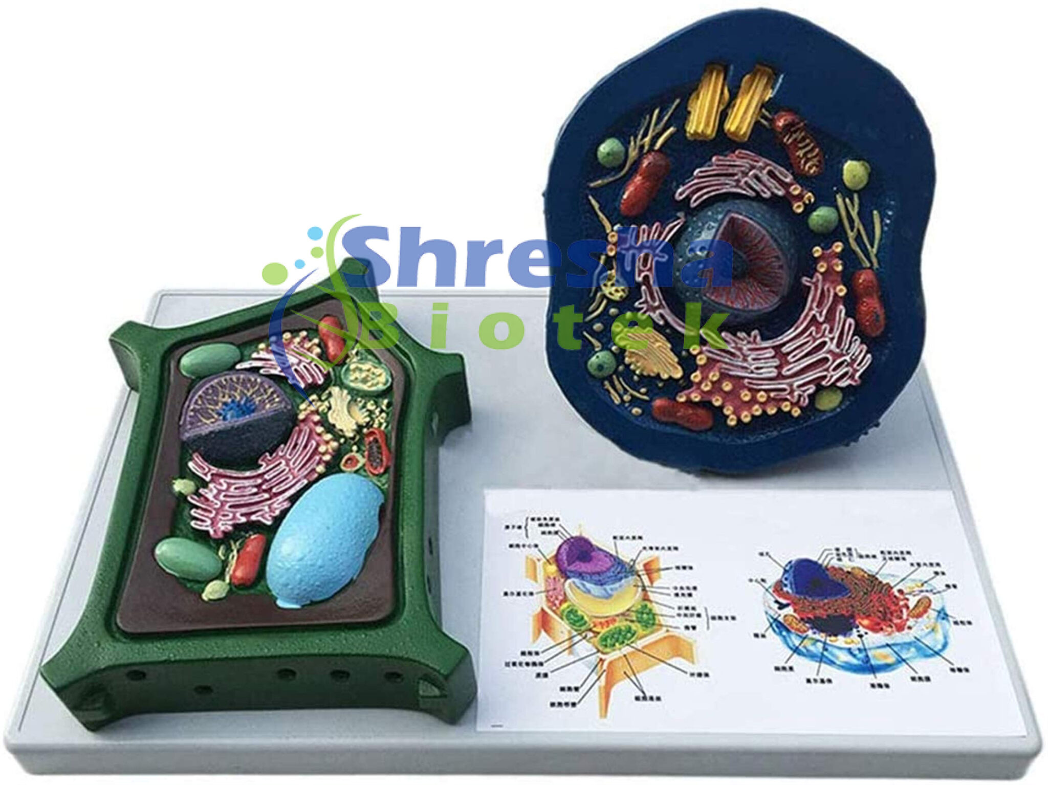 MICROBIOLOGY MODELS – Shresha Biotek